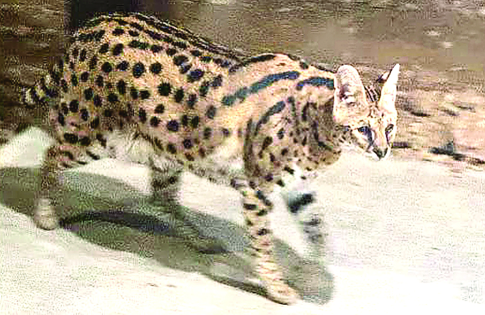 Authorities Capture Serval Cat That Escaped Owner in Washington County ...